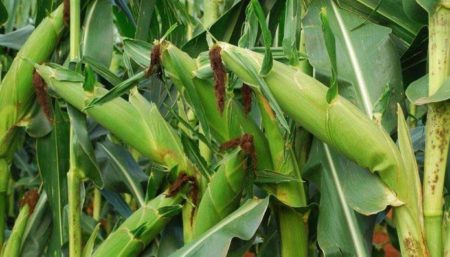 How To Maize Farming - MyKnowledgeBase.in